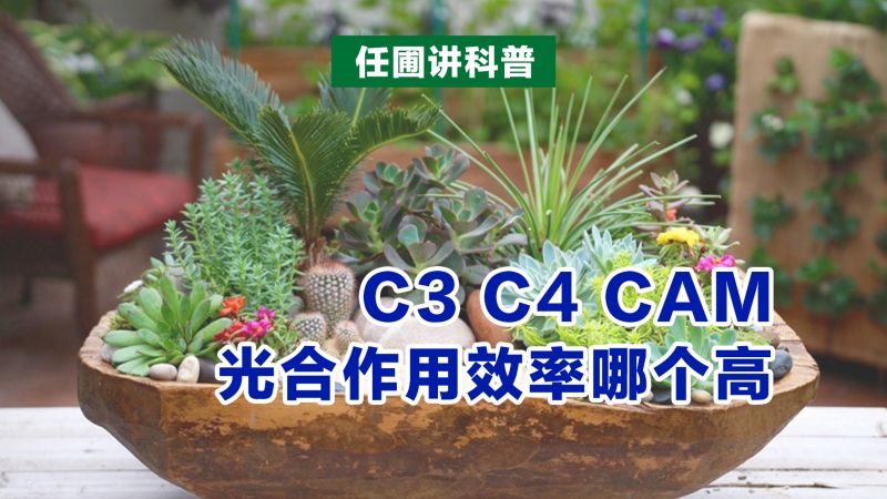 【任圃讲科普】C3、C4、CAM植物的光合效率比较,三农,农业技术,好看视频